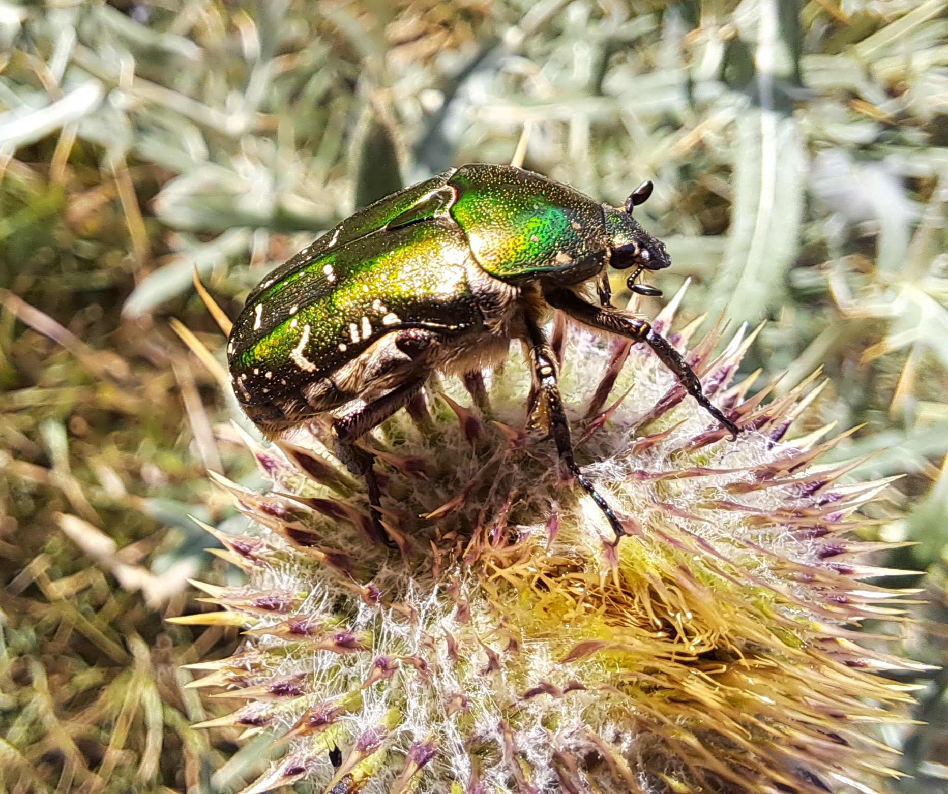 Six Legs Good – George Monbiot